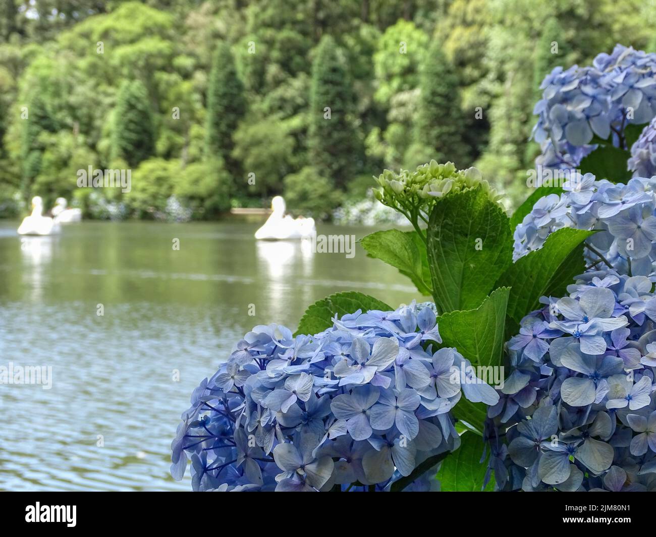 Hydrangea at Lago Negro in Gramado City, Brazil. A beatiful plant in a ...