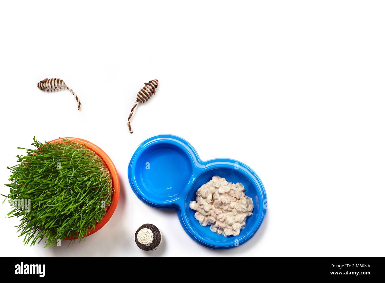 Flat lay composition with accessories for a cat isolated on white ...