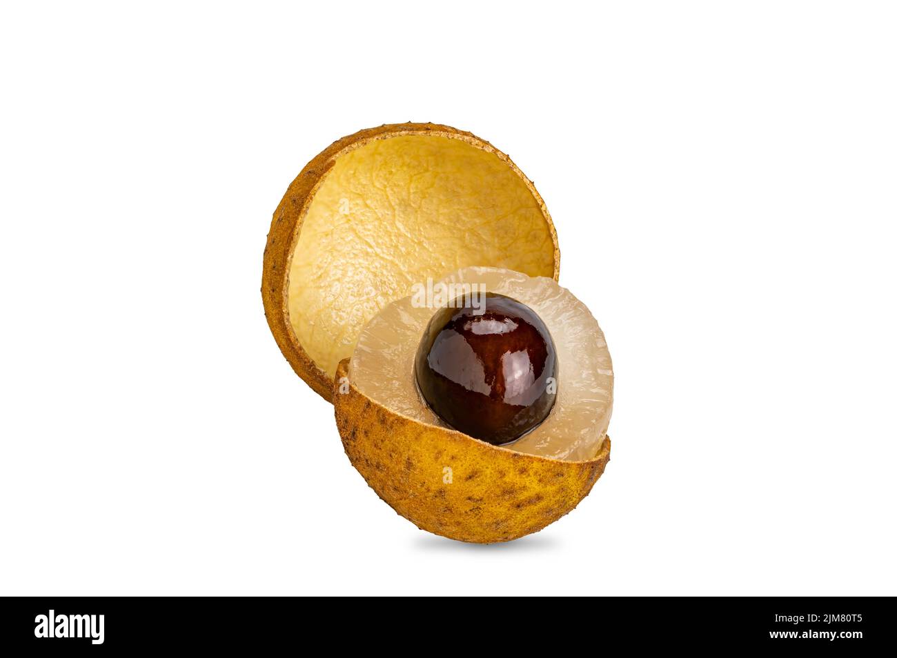 View of closeup single cutting open longan with peel, translucent pulp ...
