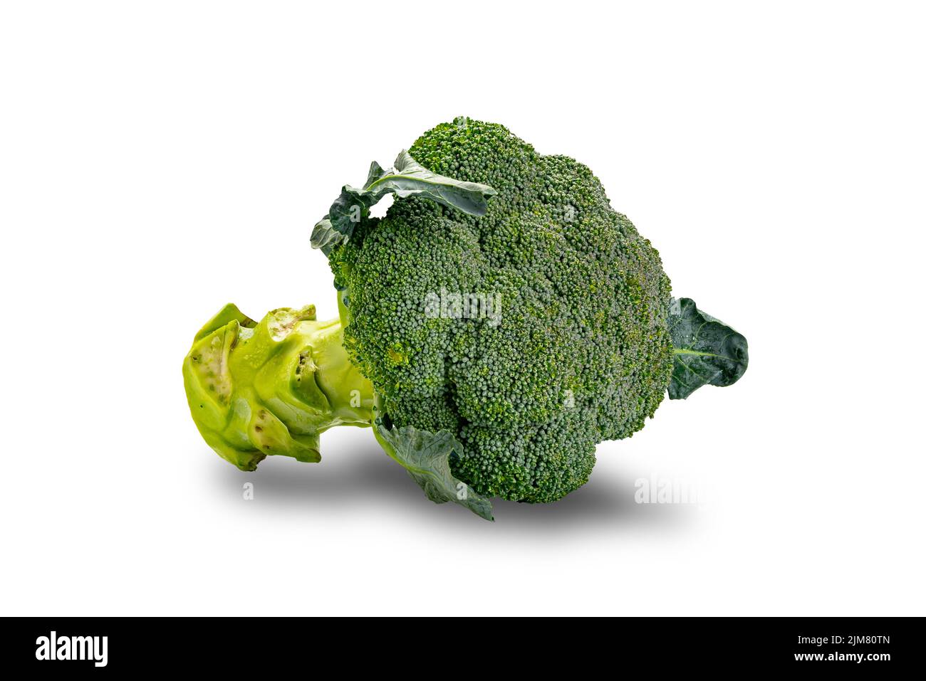 Raw fresh single broccoli isolated on white background with clipping ...