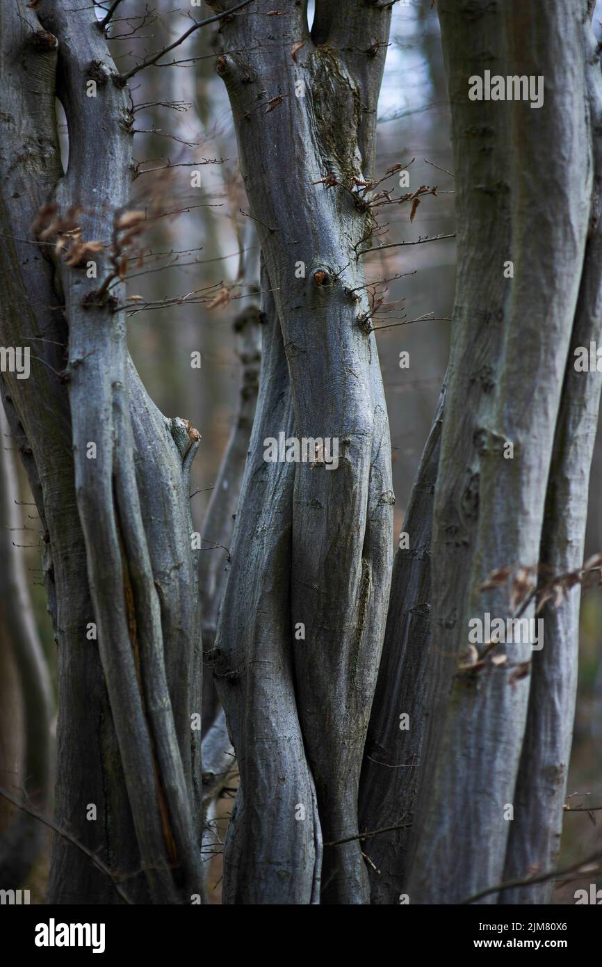 coppice trees that have been left to grow twisting and turnin Stock ...