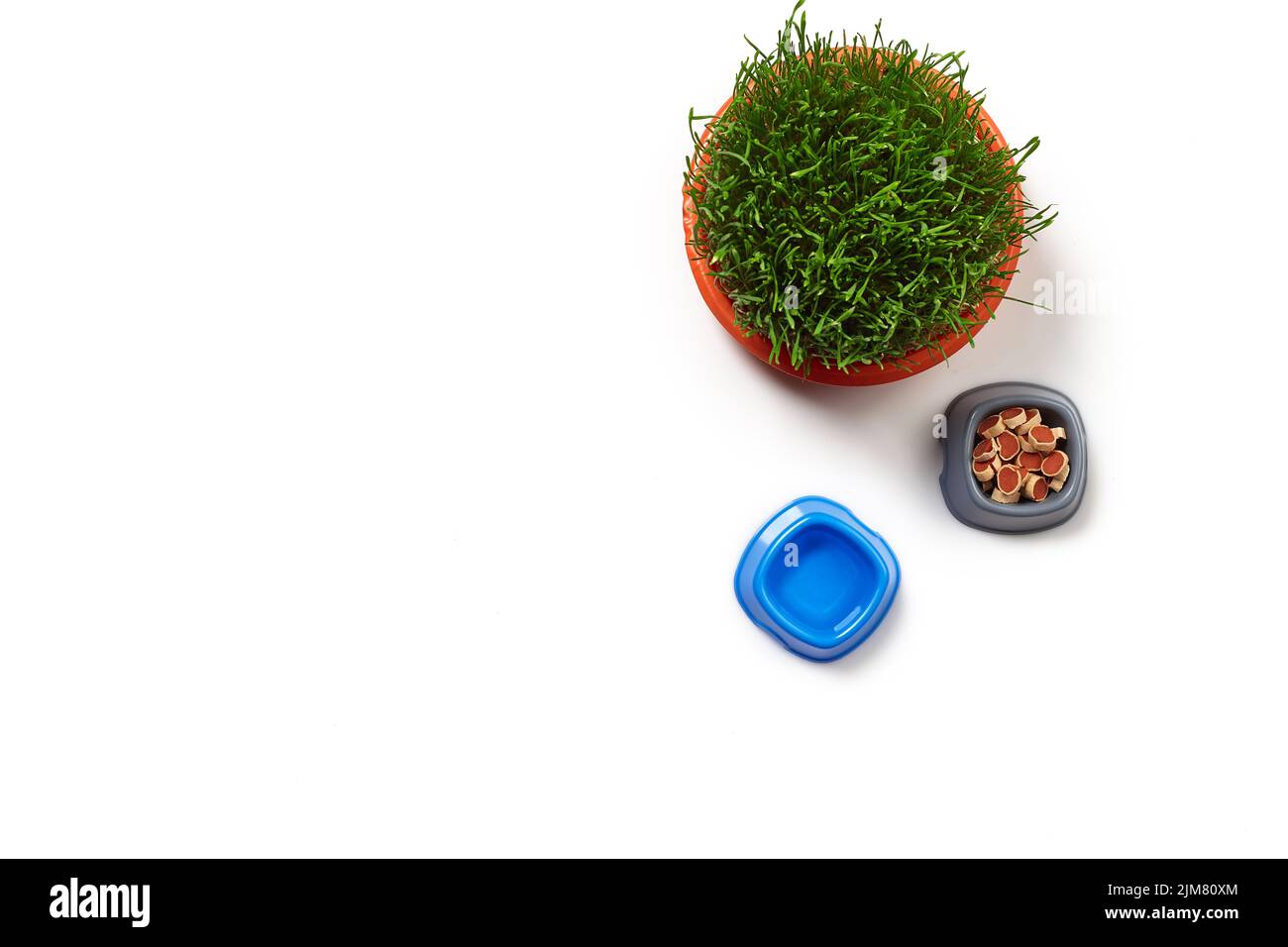 Flat lay composition with accessories for a cat isolated on white ...