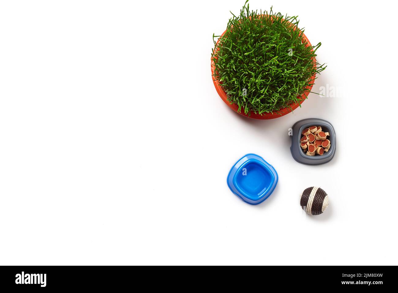 Flat lay composition with accessories for a cat isolated on white ...