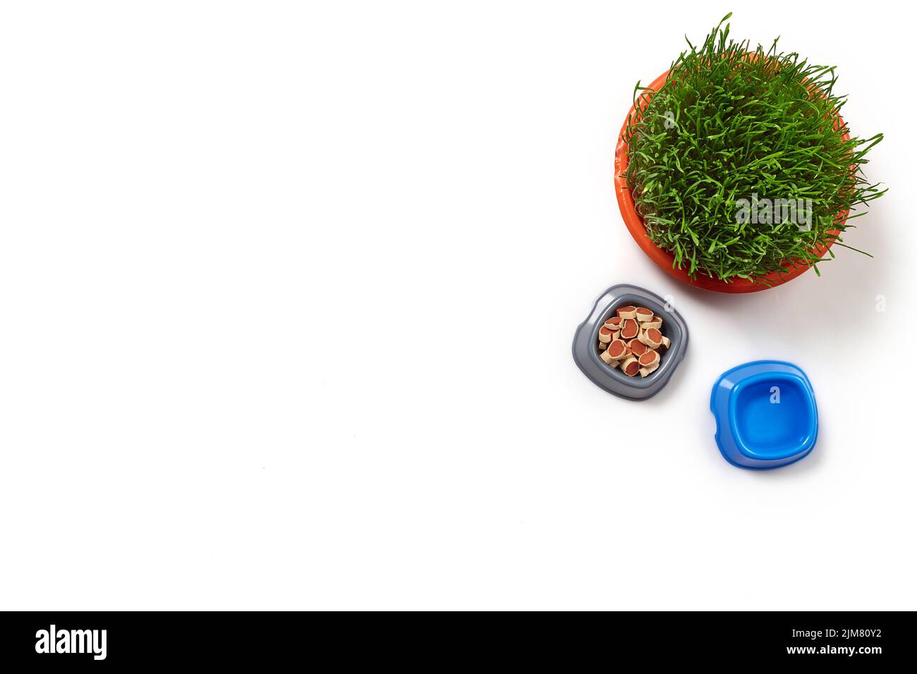 Flat lay composition with accessories for a cat isolated on white ...