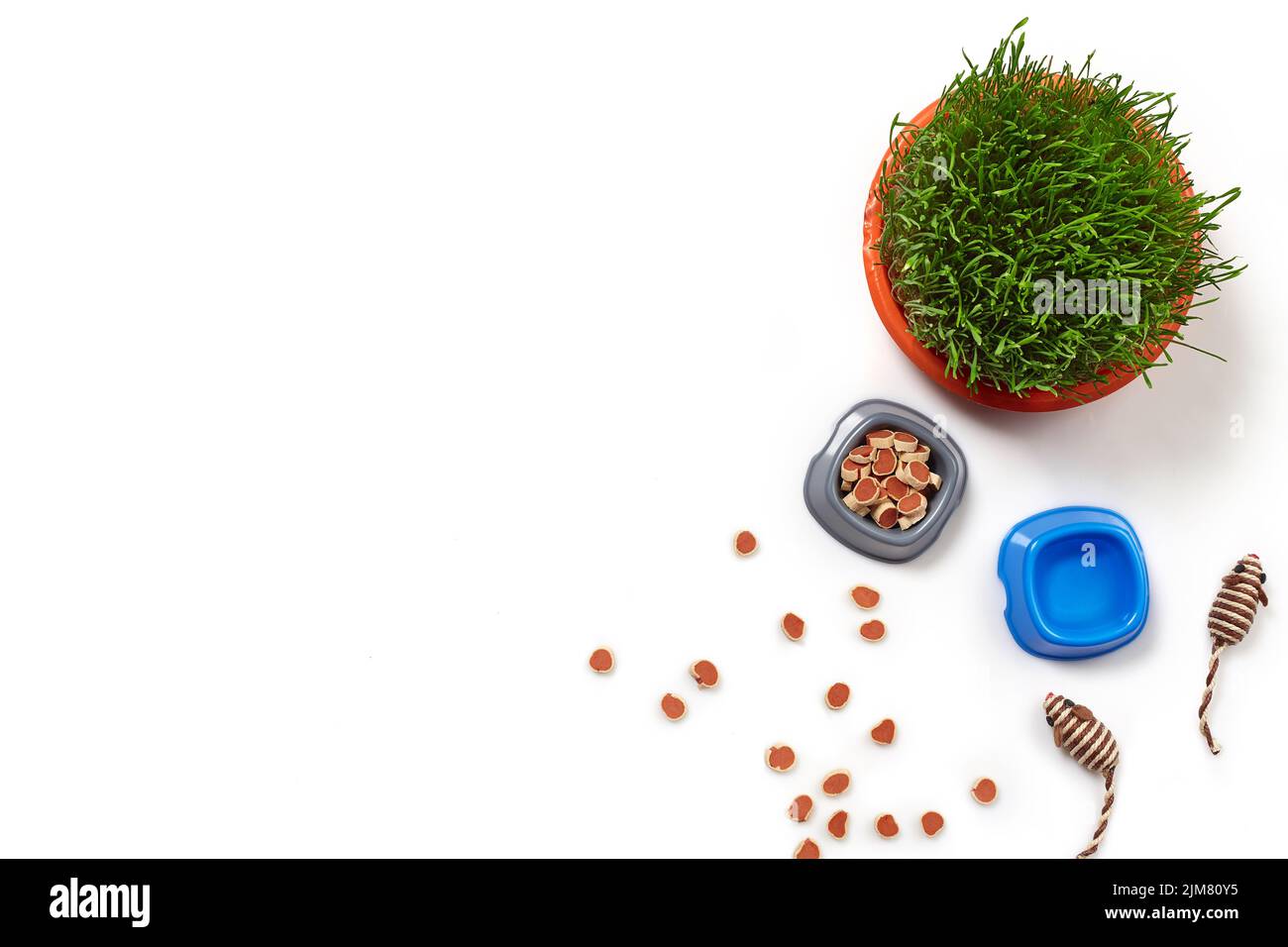 Flat lay composition with accessories for a cat isolated on white ...