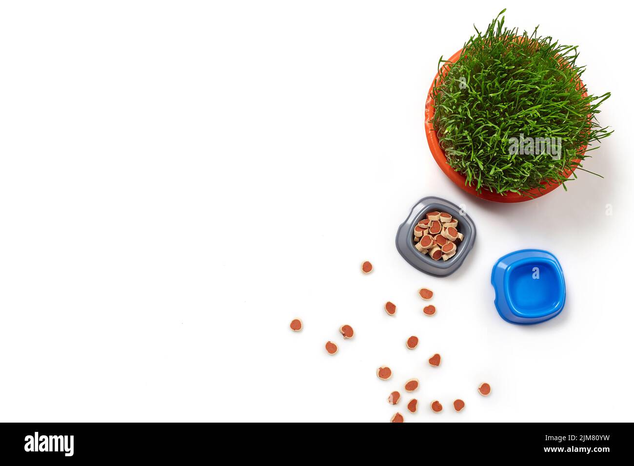 Flat lay composition with accessories for a cat isolated on white ...