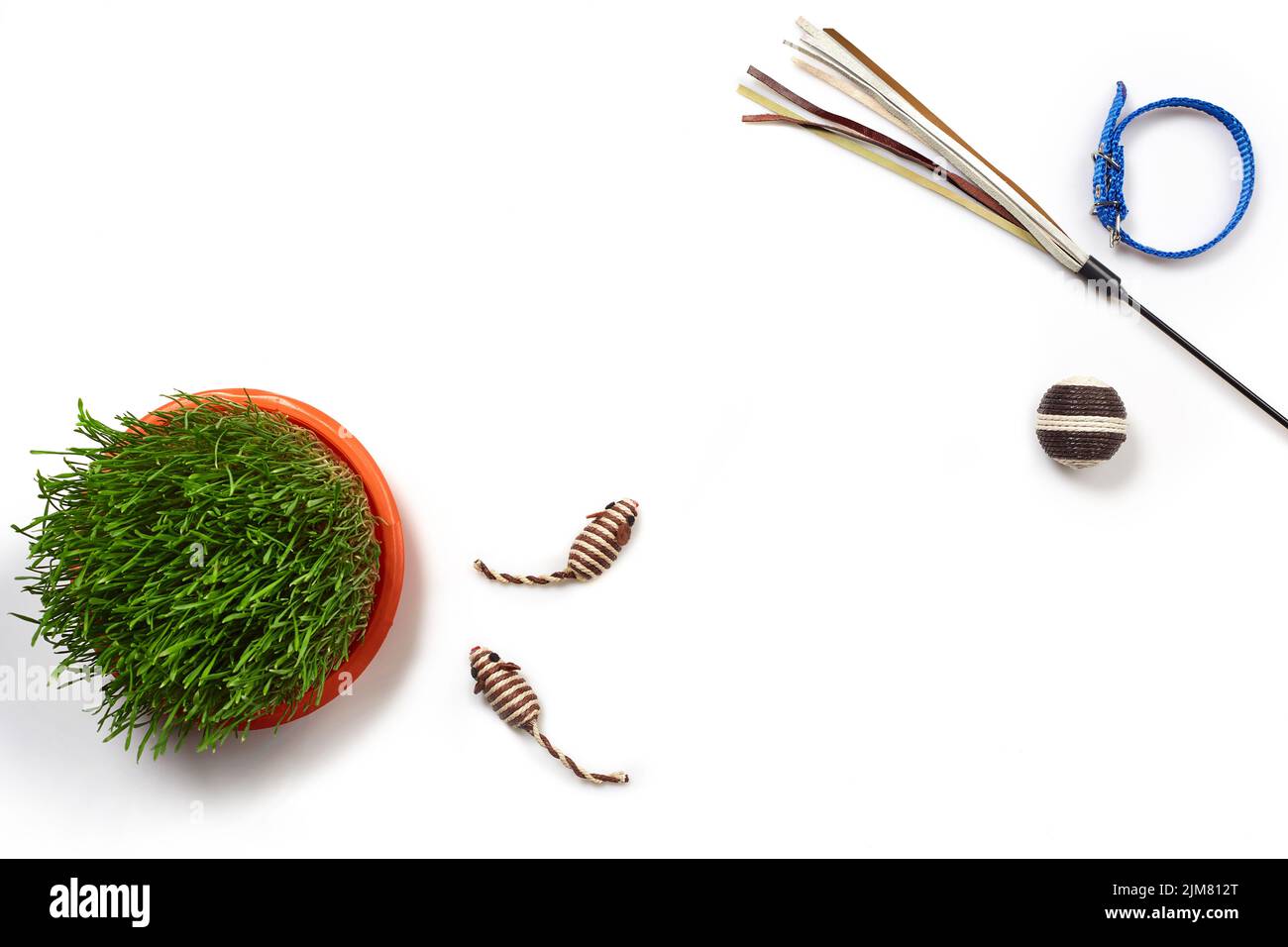 Flat lay composition with accessories for a cat isolated on white ...