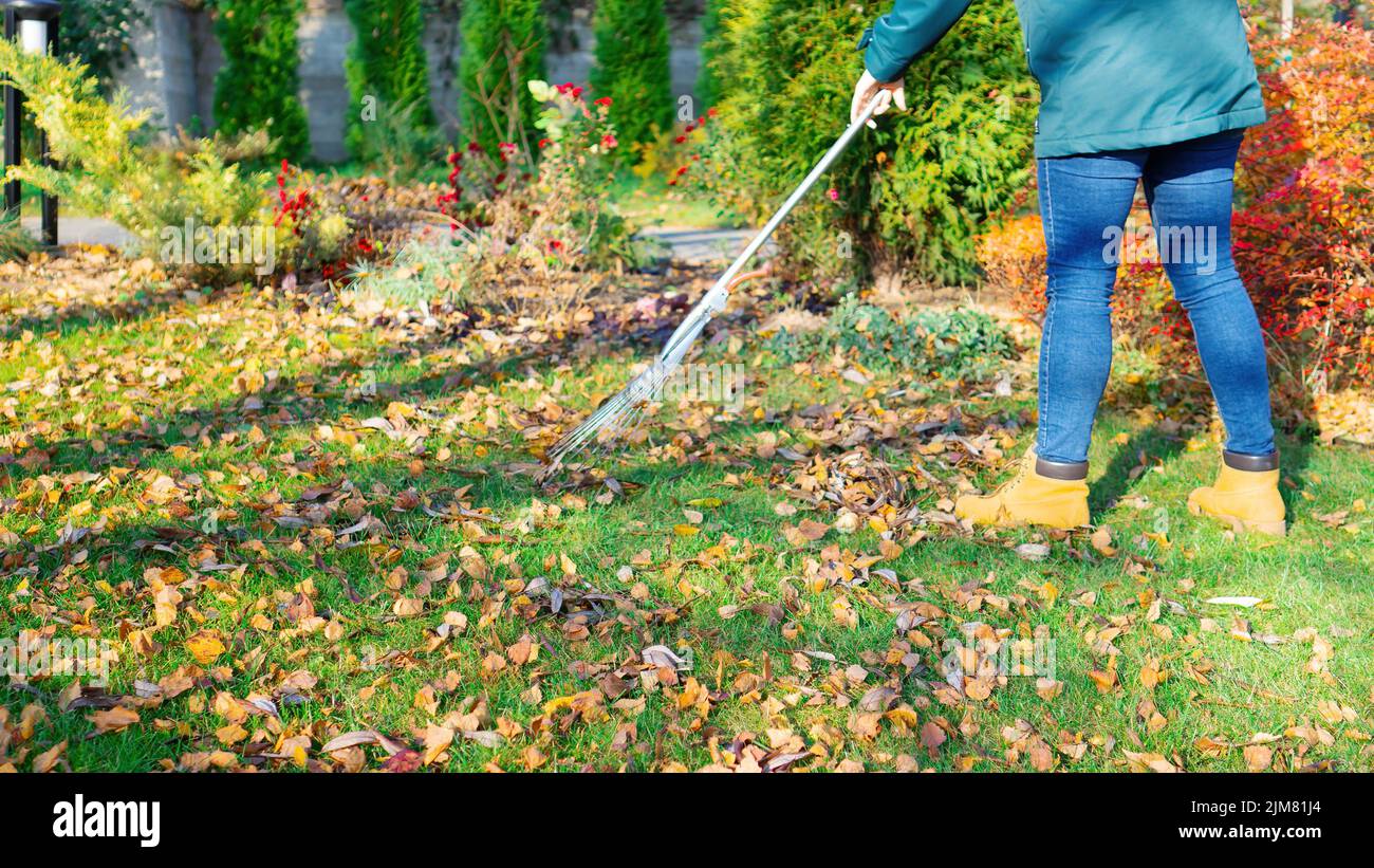Cleaning the garden from fallen leaves with a fan rake. A gardener ...