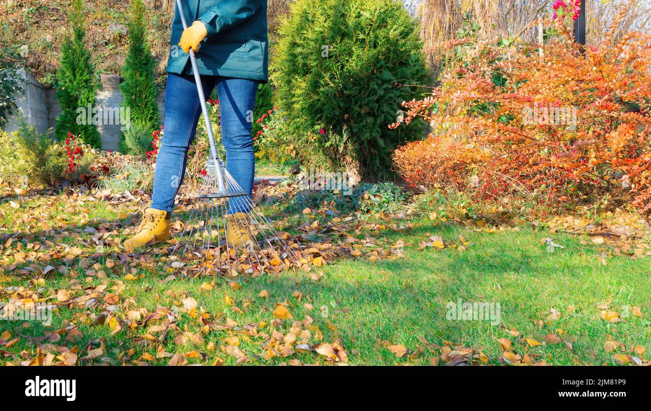A woman gardener rakes fallen leaves in her garden against the backdrop ...