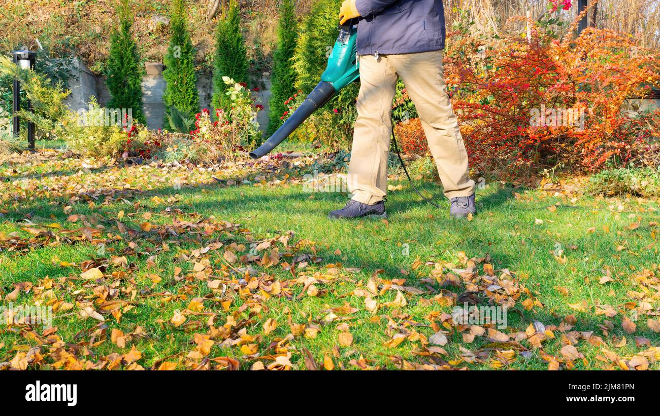 Blower removes fallen leaves from the lawn. A gardener with a blower ...