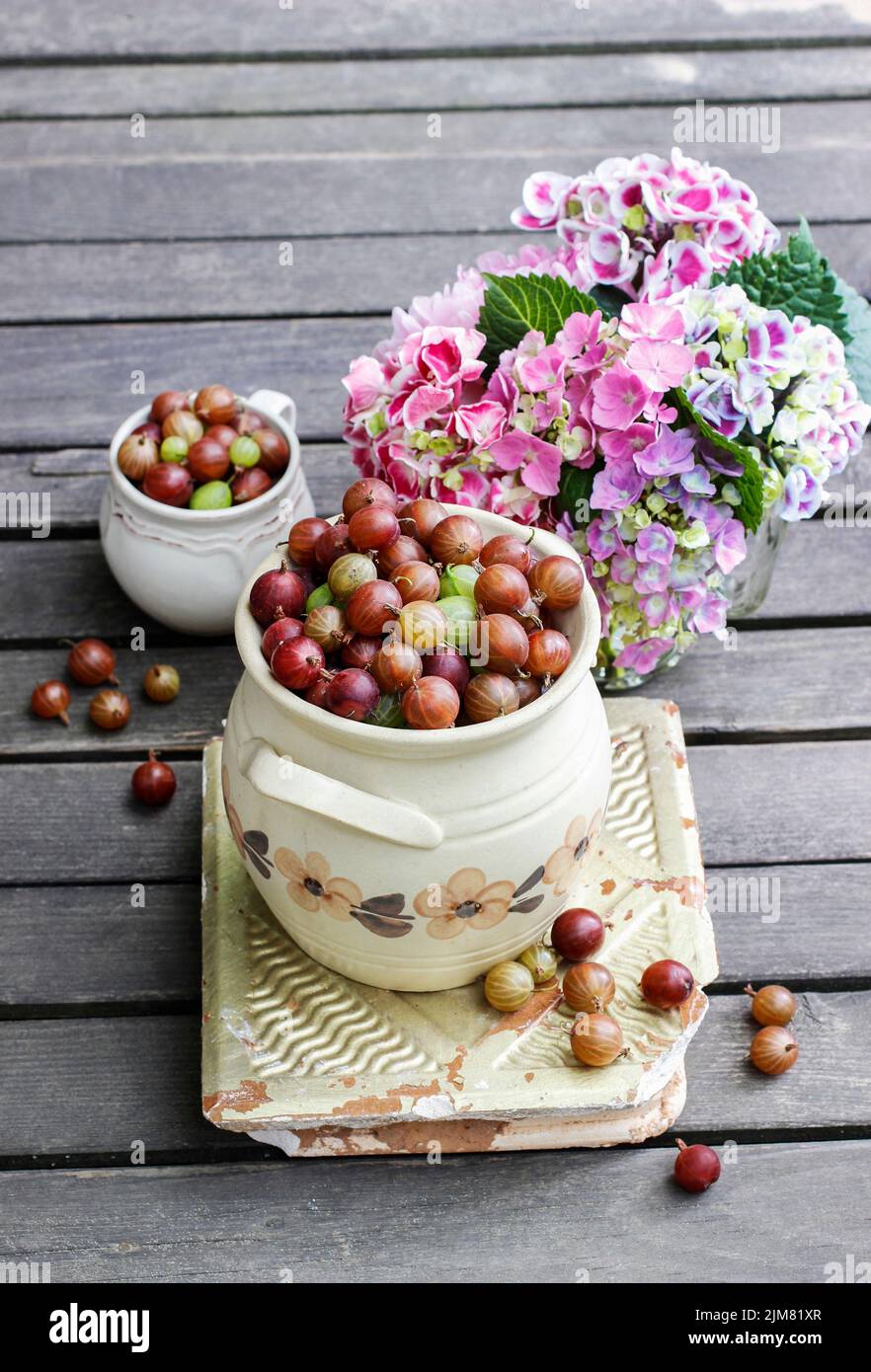 Gooseberry plant container hi-res stock photography and images - Alamy