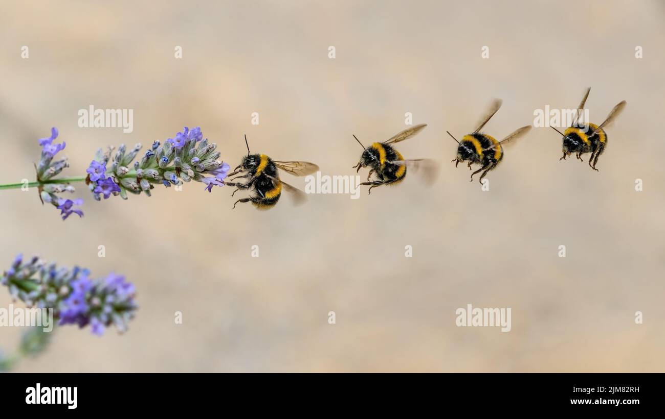 Bumble honey bee flying in to land on Lavender flowr Stock Photo - Alamy