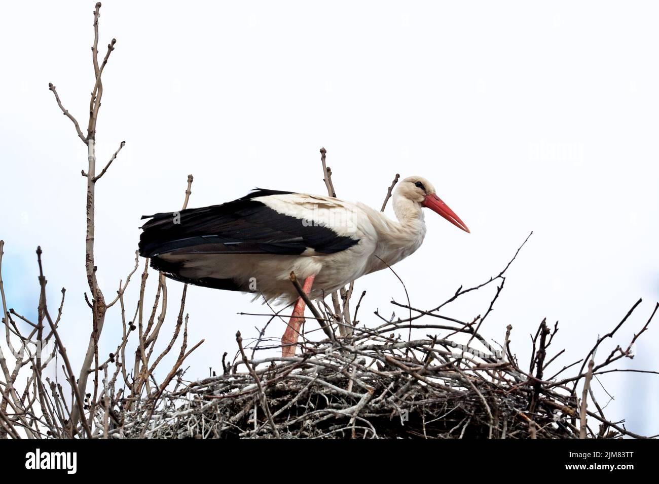 Black stork ukraine hi-res stock photography and images - Alamy