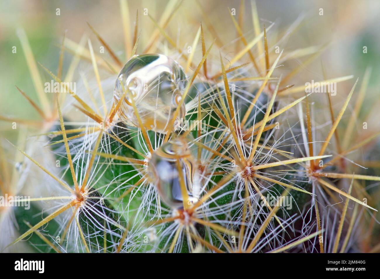 Long spine cactus hi-res stock photography and images - Alamy