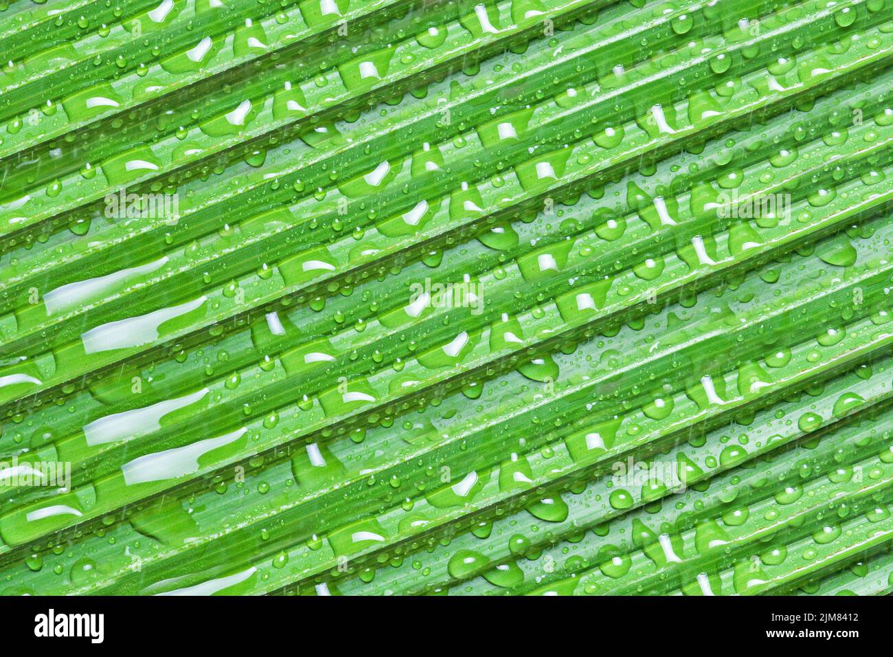 Phoenix leaves background Stock Photo - Alamy