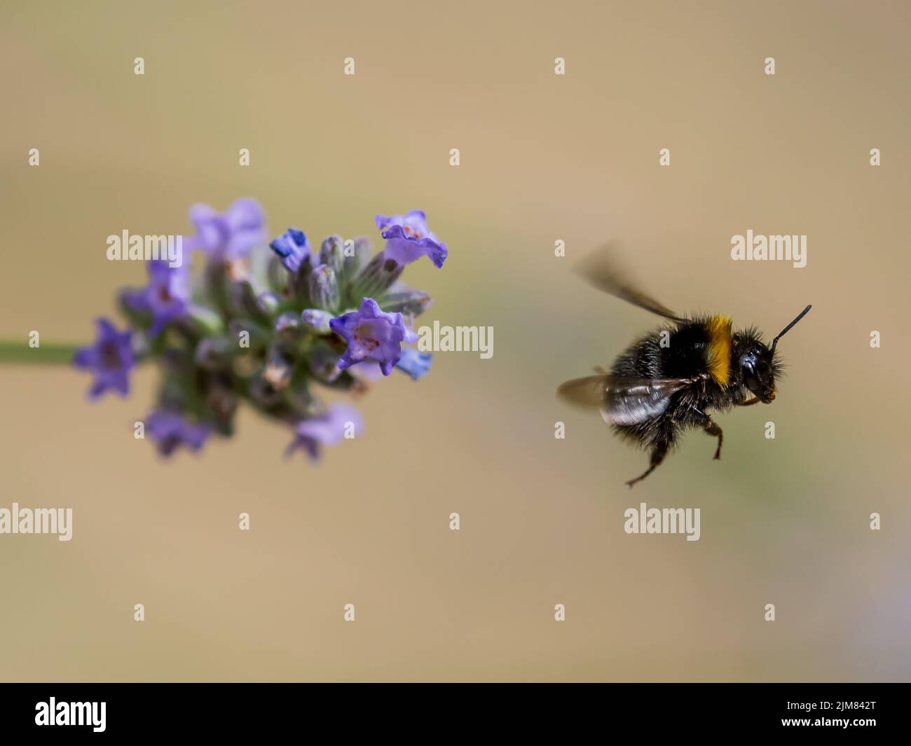 Wined insects hi-res stock photography and images - Alamy