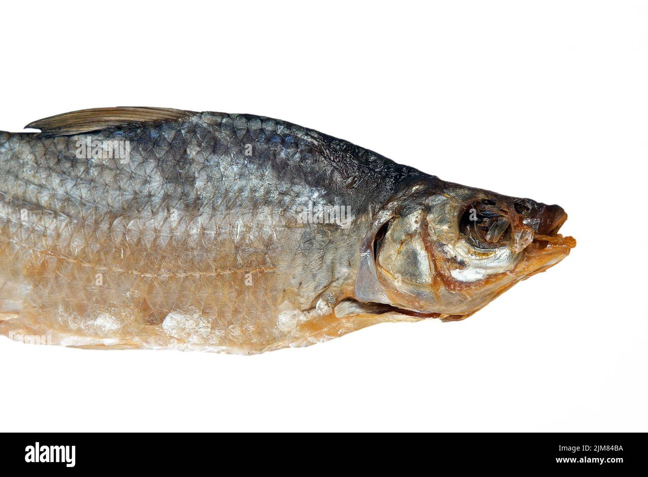 Fat head fish hi-res stock photography and images - Alamy