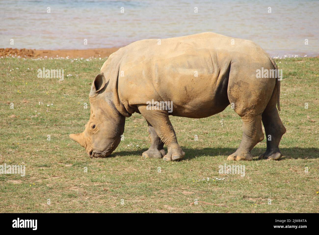 white rhino in a zoo in france Stock Photo - Alamy