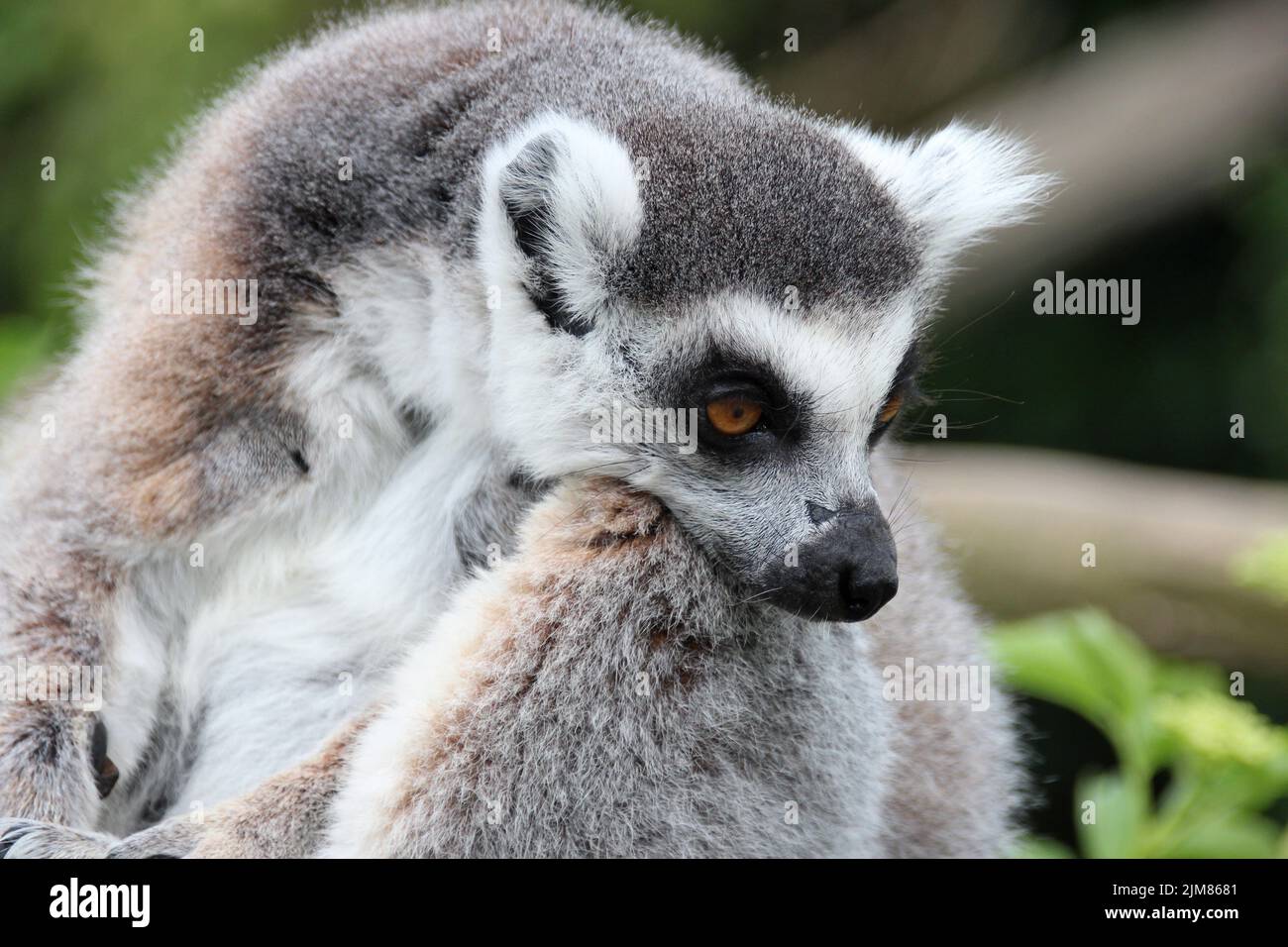 lemur (maki catta) in a zoo in france Stock Photo - Alamy