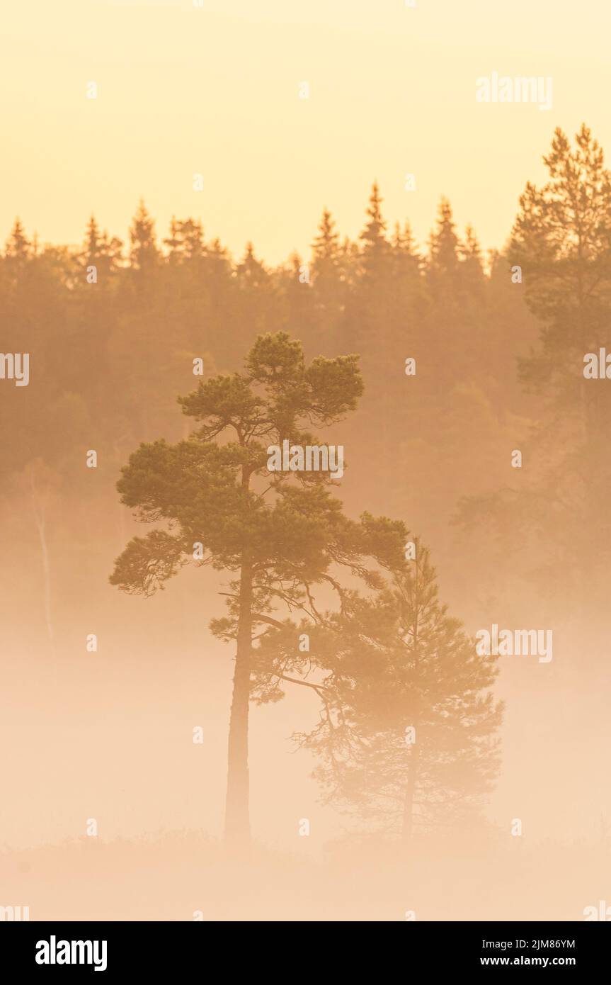 Tree standing in mist at sunrise Stock Photo - Alamy