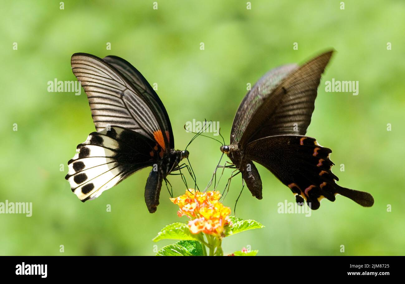 Swallowtail Butterfly share flowers Stock Photo - Alamy