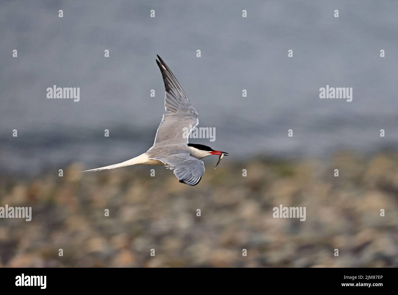 Common Tern in flight with Sandeel at Cemyln Lagoon Anglesey Wales UK ...