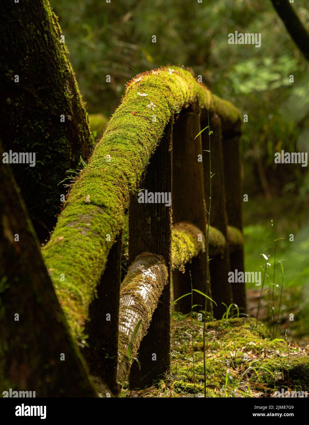 Parts of the footpath that hug the Ashinoko Lake shoreline in Onishi ...