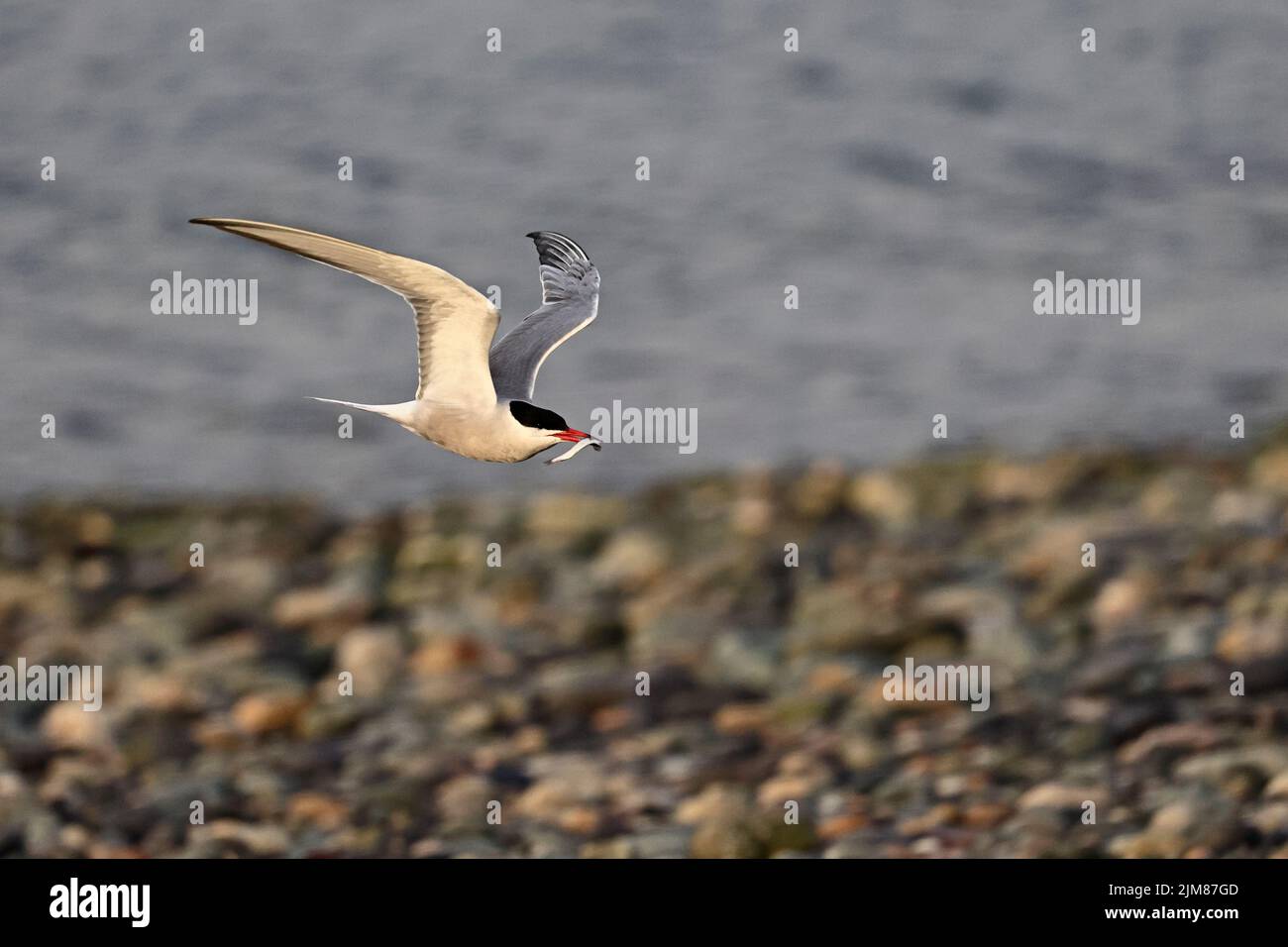 Common Tern in flight with Sandeel at Cemyln Lagoon Anglesey Wales UK ...
