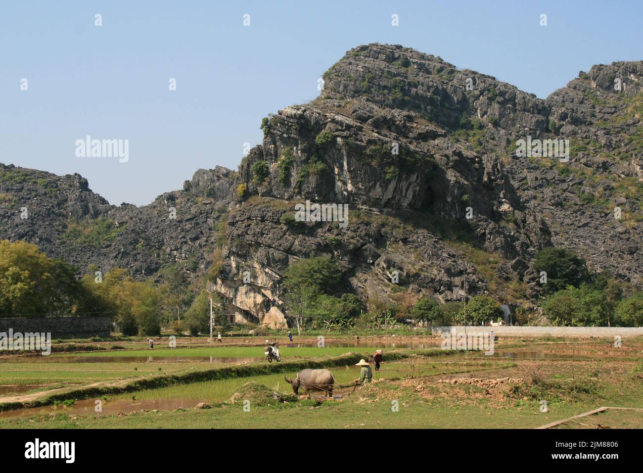 rice fields in north vietnam Stock Photo - Alamy
