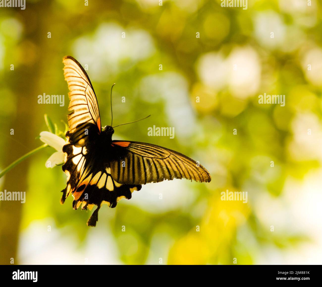 Butterfly flying motion hi-res stock photography and images - Alamy