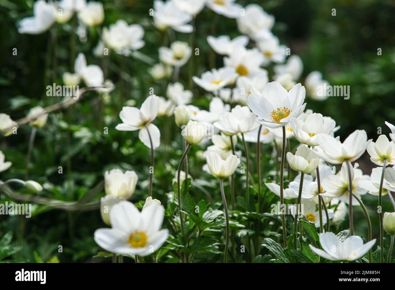 Anemonoid flowers are white, domestic Stock Photo - Alamy