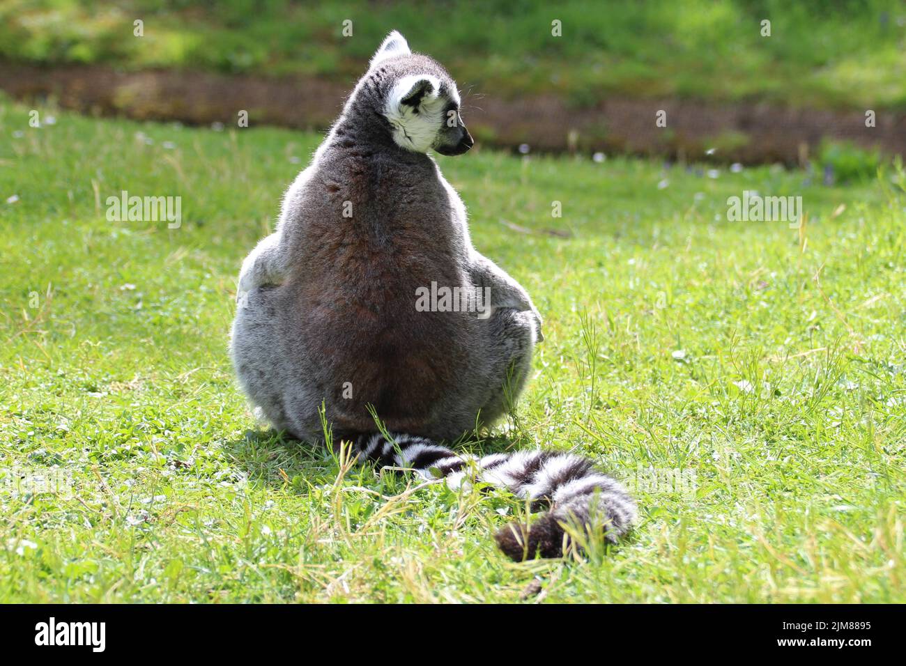 lemur (maki catta) in a zoo in france Stock Photo - Alamy