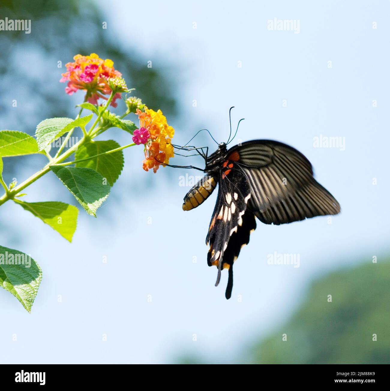 Swallowtail butterfly flying and feeding under blue sky Stock Photo - Alamy