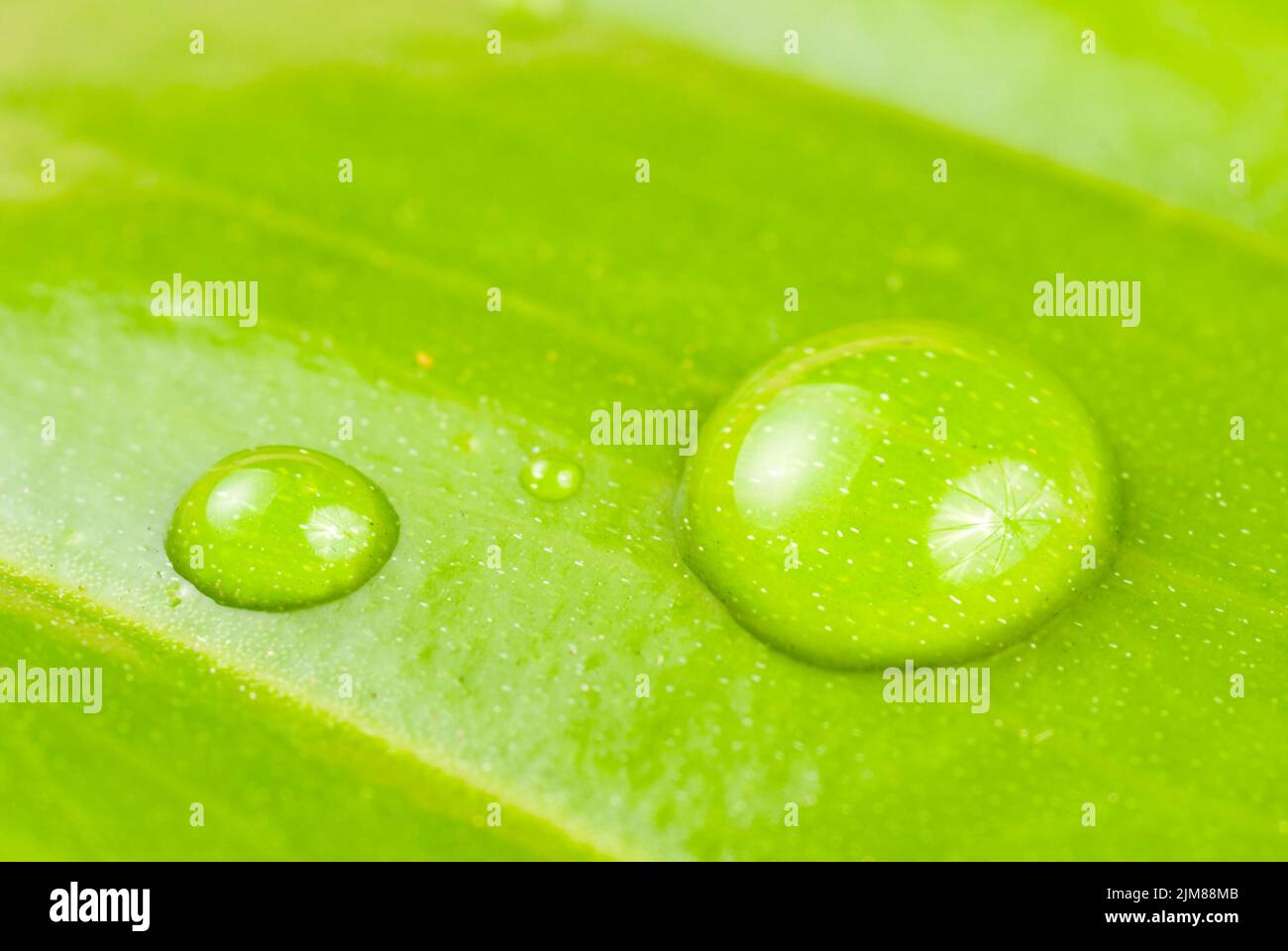 Dews dew hi-res stock photography and images - Alamy