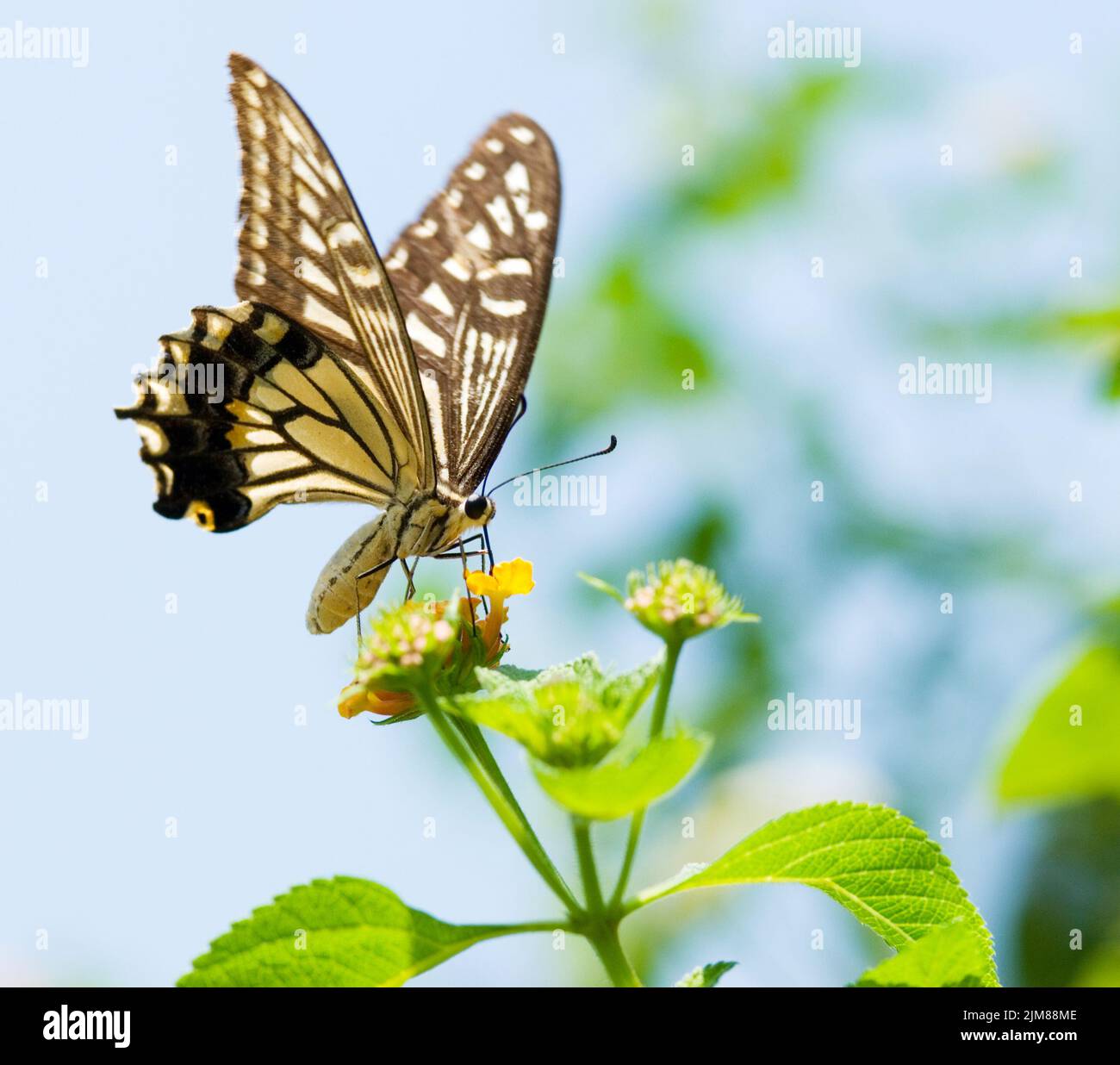 Colorful swallowtail butterfly flying and feeding on flowers Stock ...