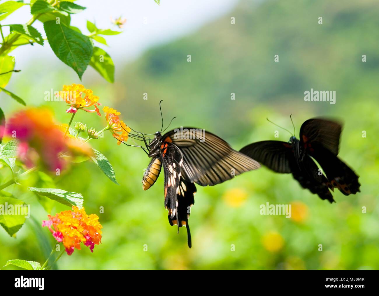 Dancing butterfly hi-res stock photography and images - Alamy
