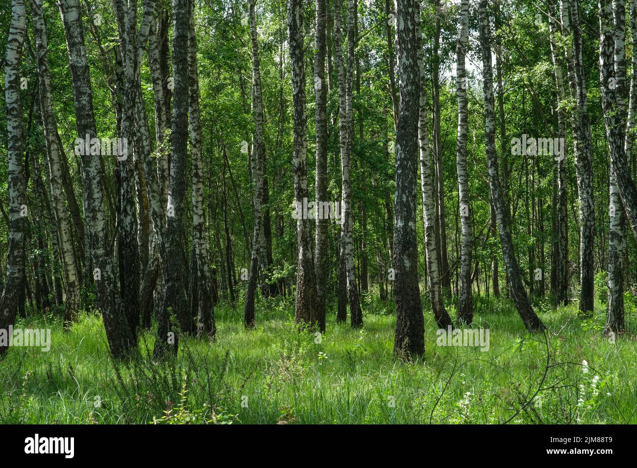 Dense birch forest. Green forest with young birch Stock Photo - Alamy