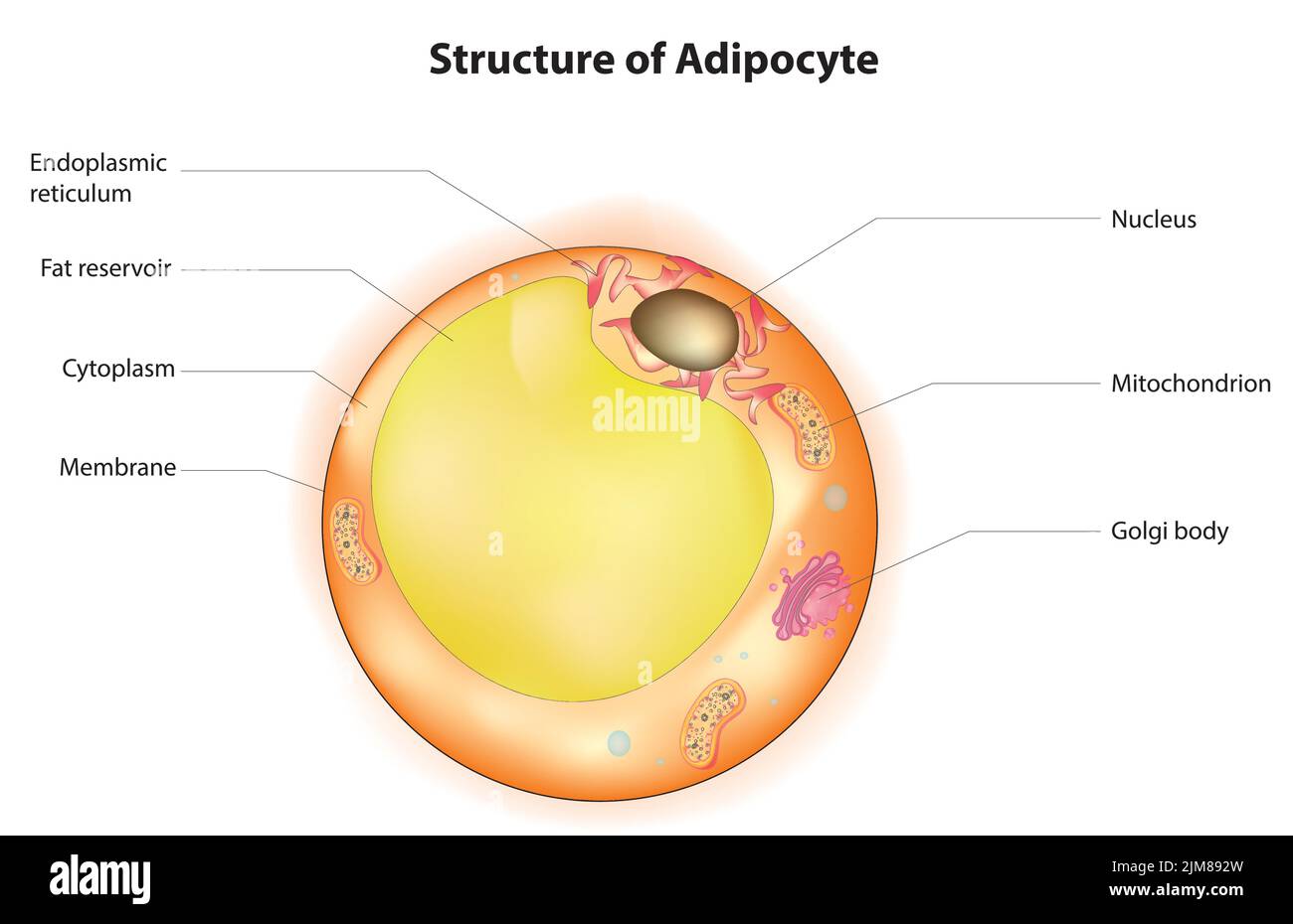 Adipose Cell Structure