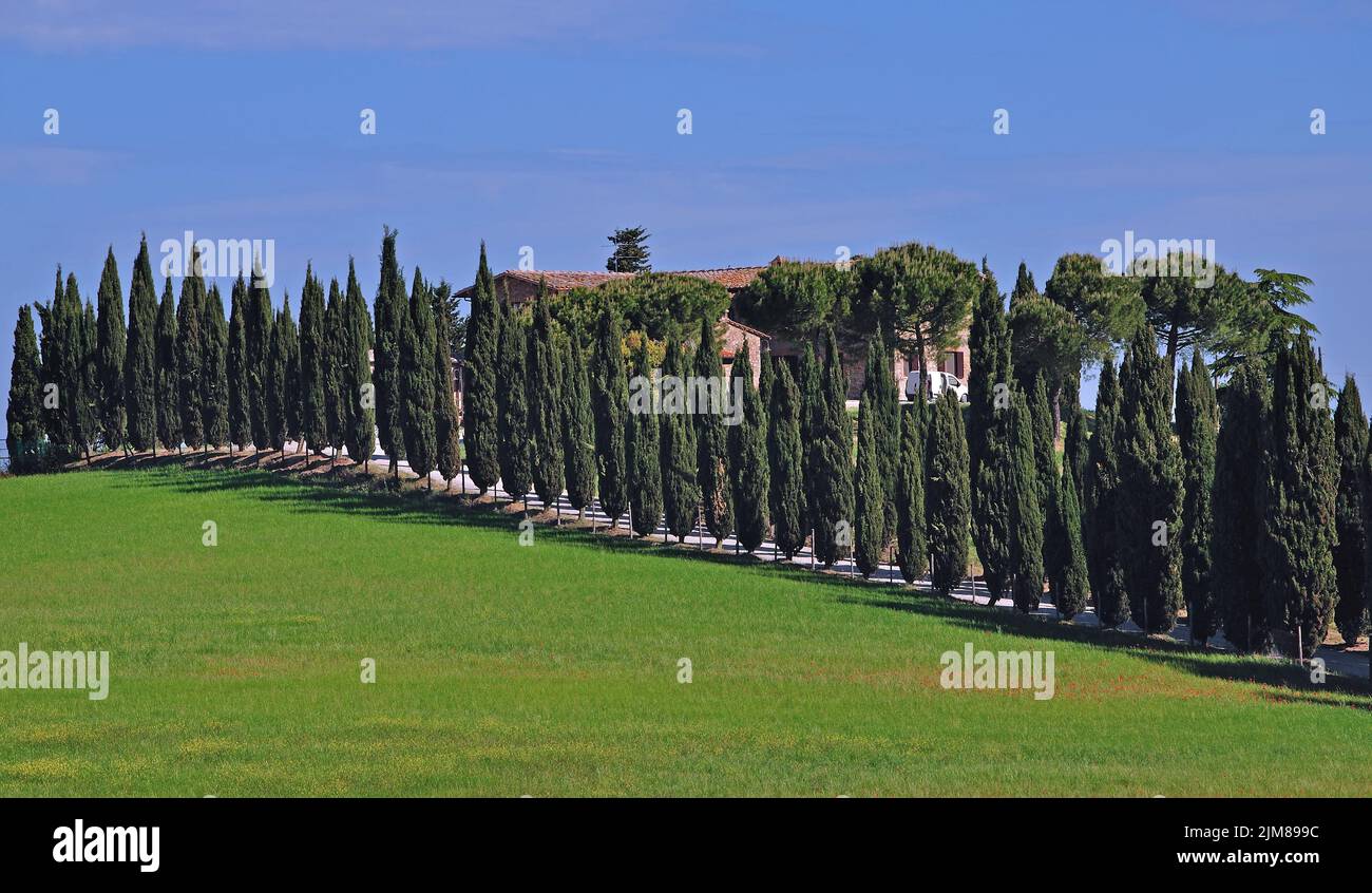 Cypress cupressus sempervirens tuscany hi-res stock photography and ...