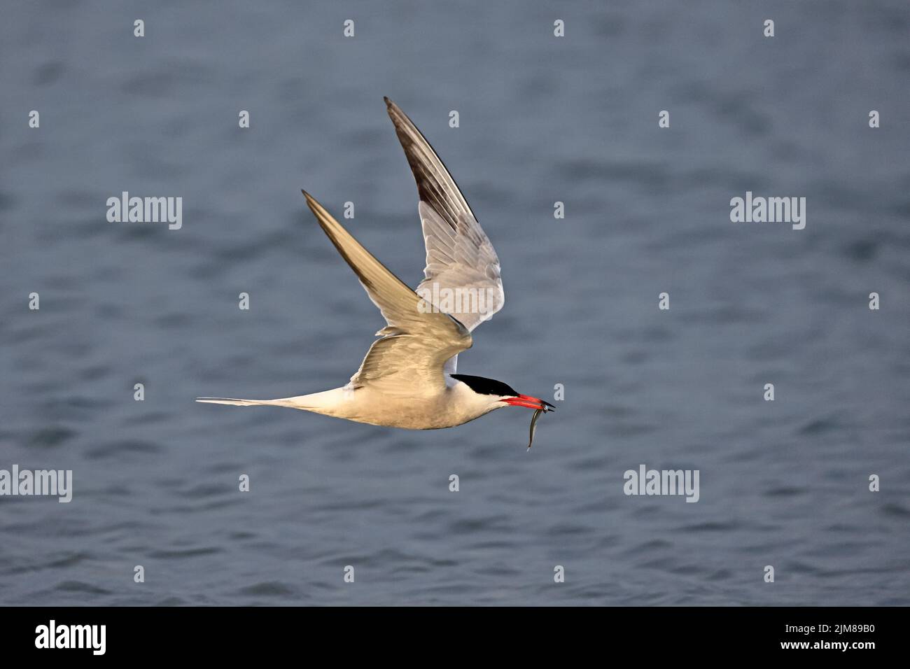 Common Tern in flight with Sandeel at Cemyln Lagoon Anglesey Wales UK ...