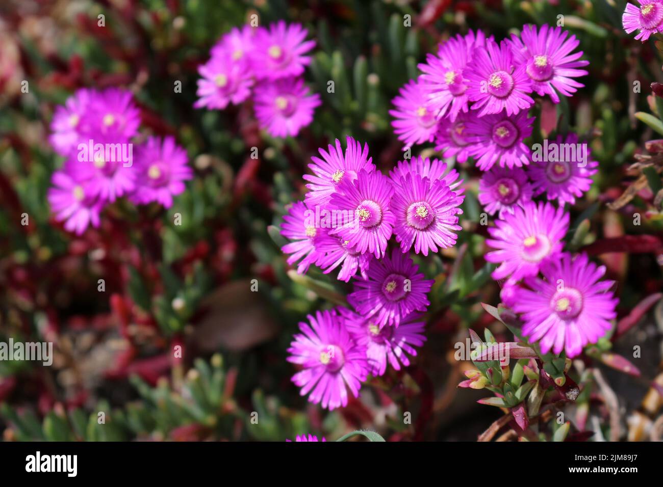 Purple ice plant Stock Photo - Alamy