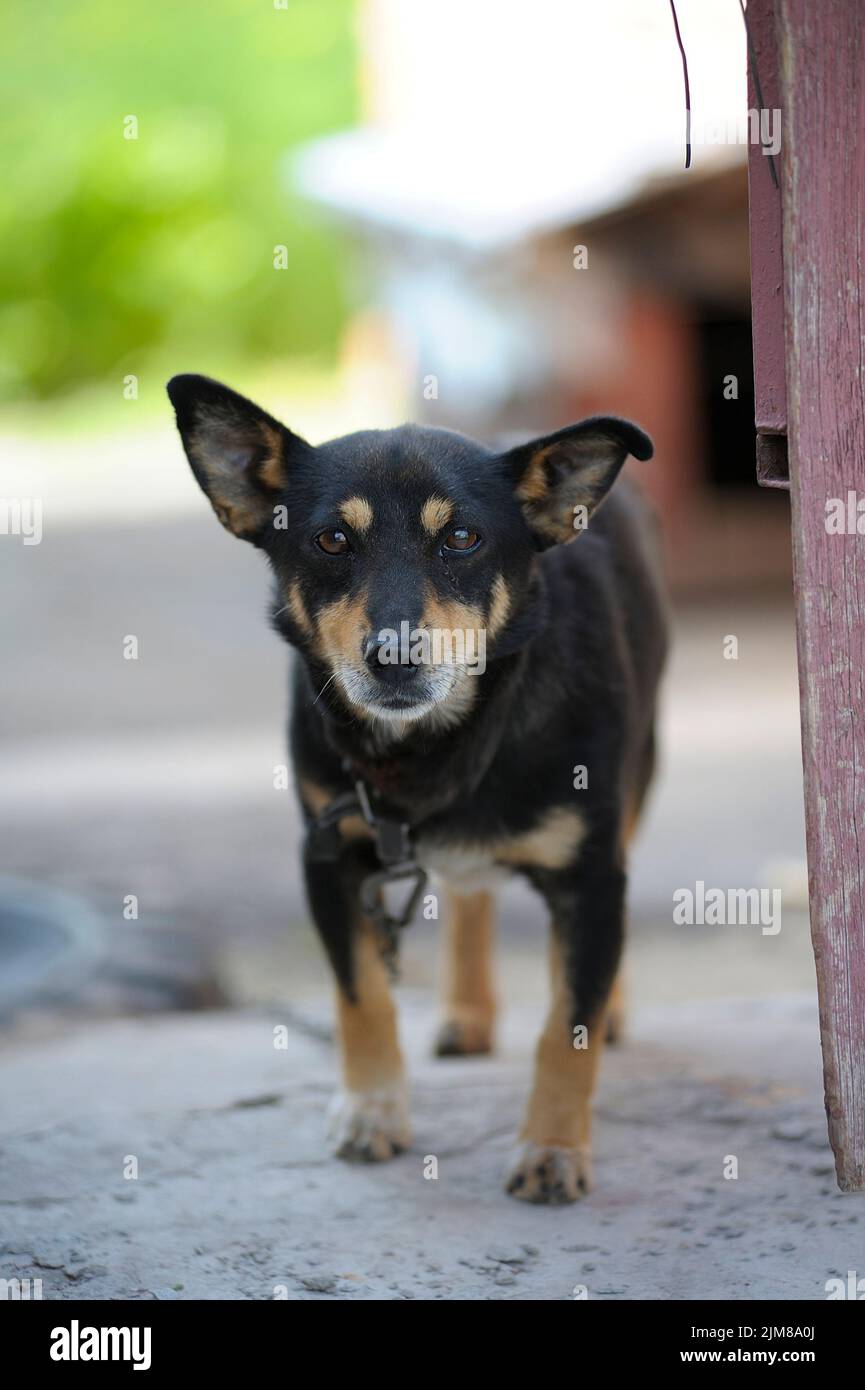 Old sad mongrel watchdog in metal chains guarding yard of the rural ...