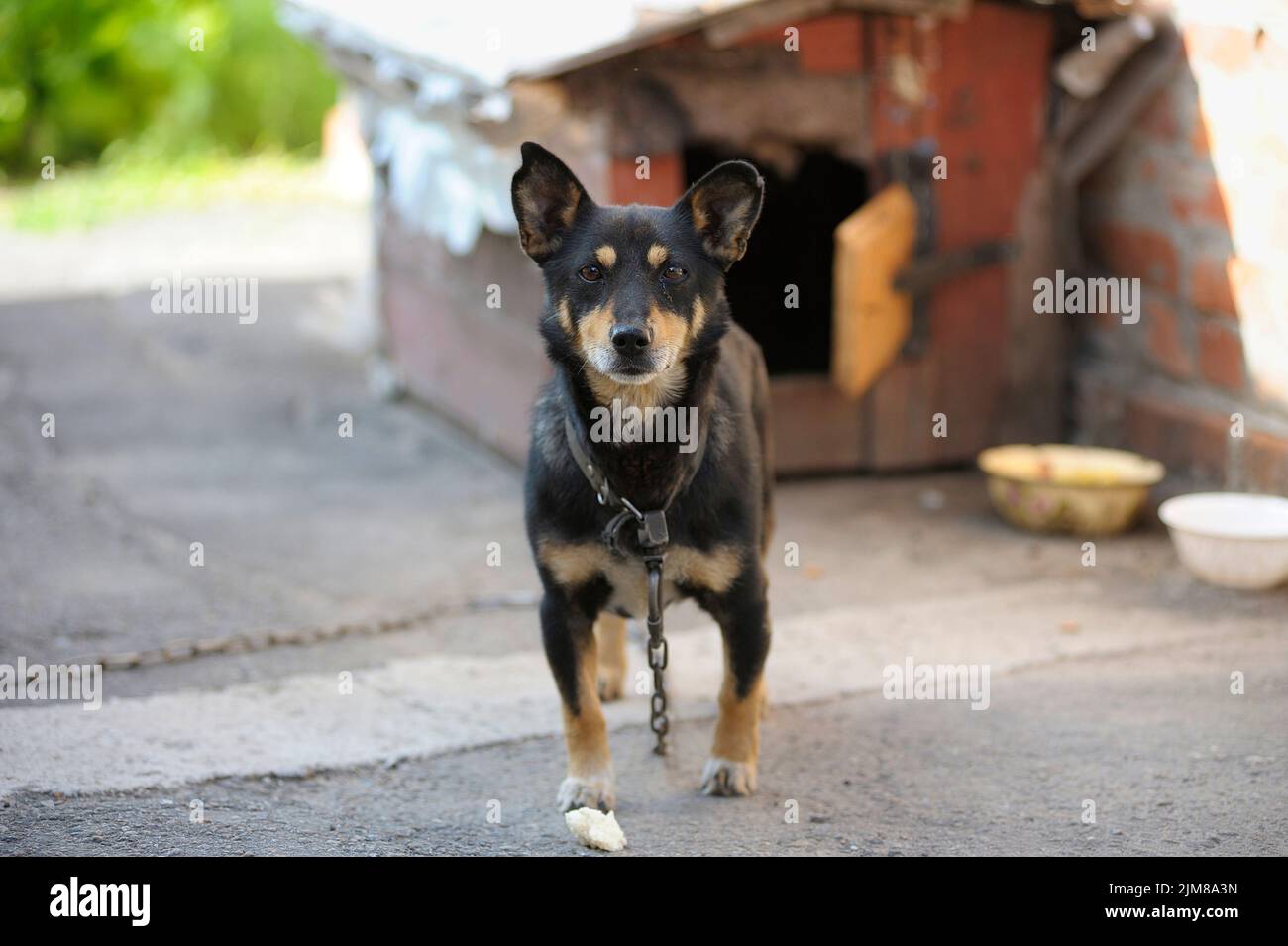 Wooden doghouse hi-res stock photography and images - Alamy