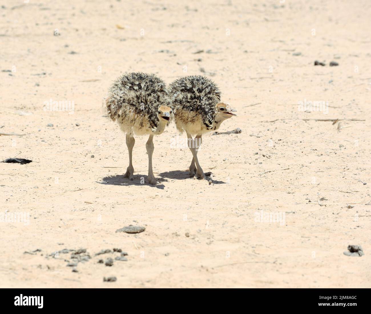 Ostrich hai bar nature reserve hi-res stock photography and images - Alamy