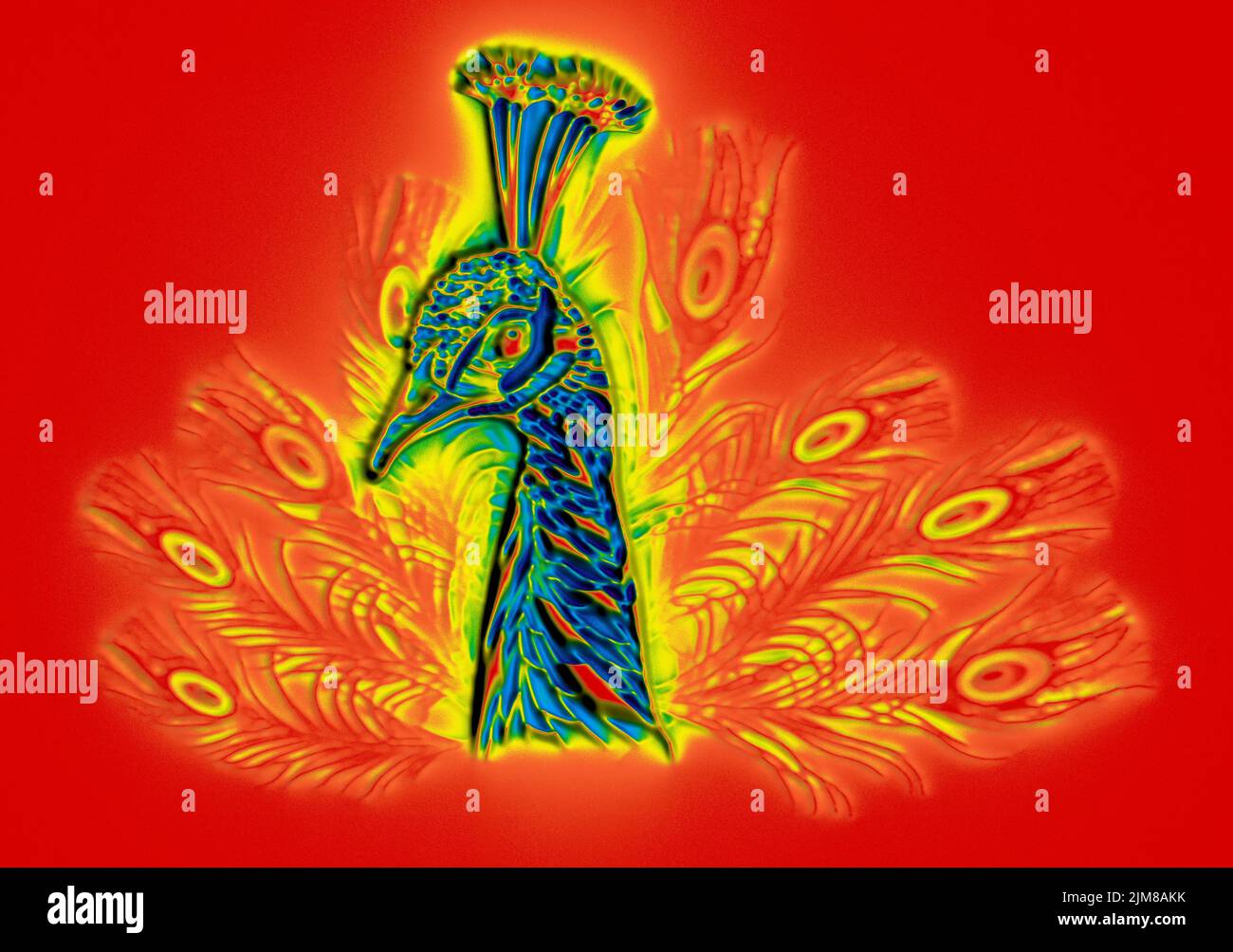 Peacock skeleton hi-res stock photography and images - Alamy