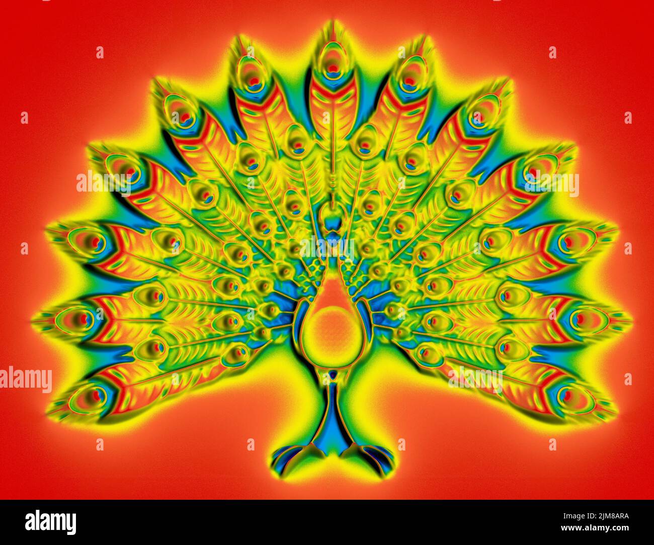 Peacock skeleton hi-res stock photography and images - Alamy