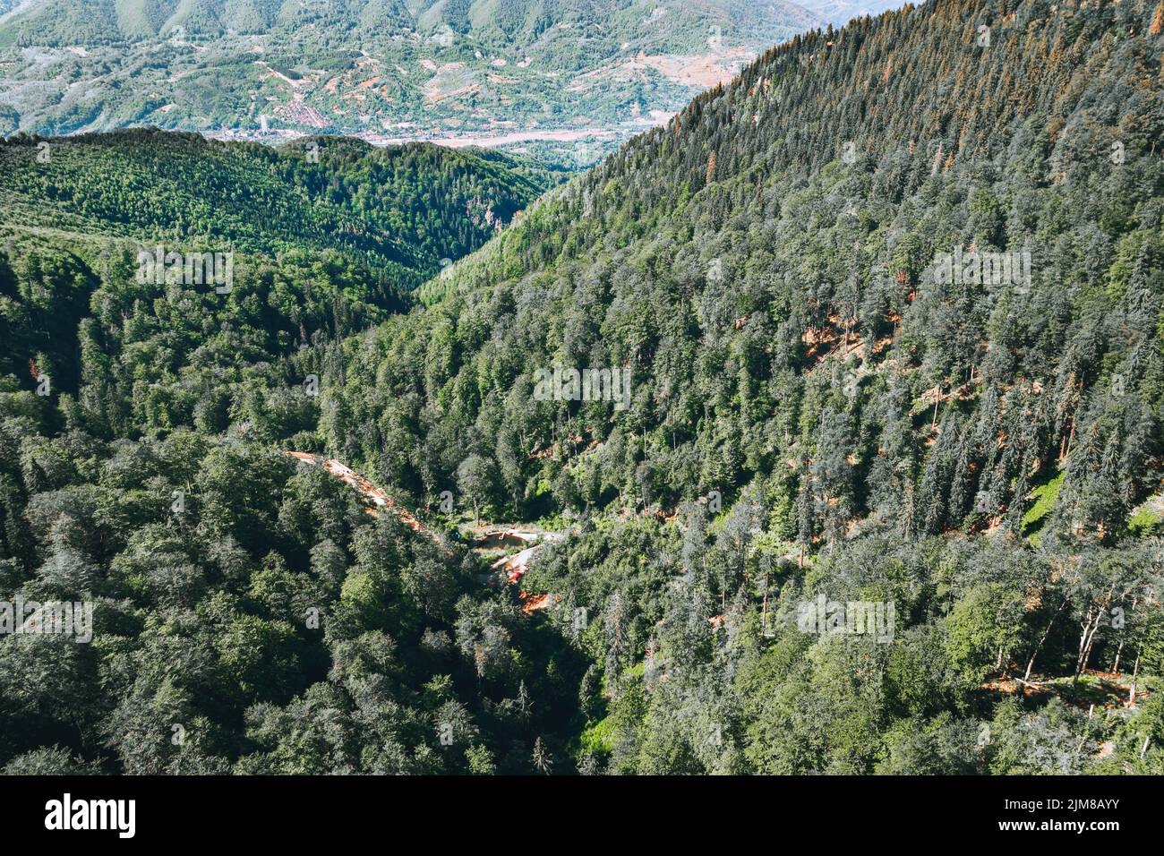 Top-down aerial view over a dense pine forest in the mountains Stock ...