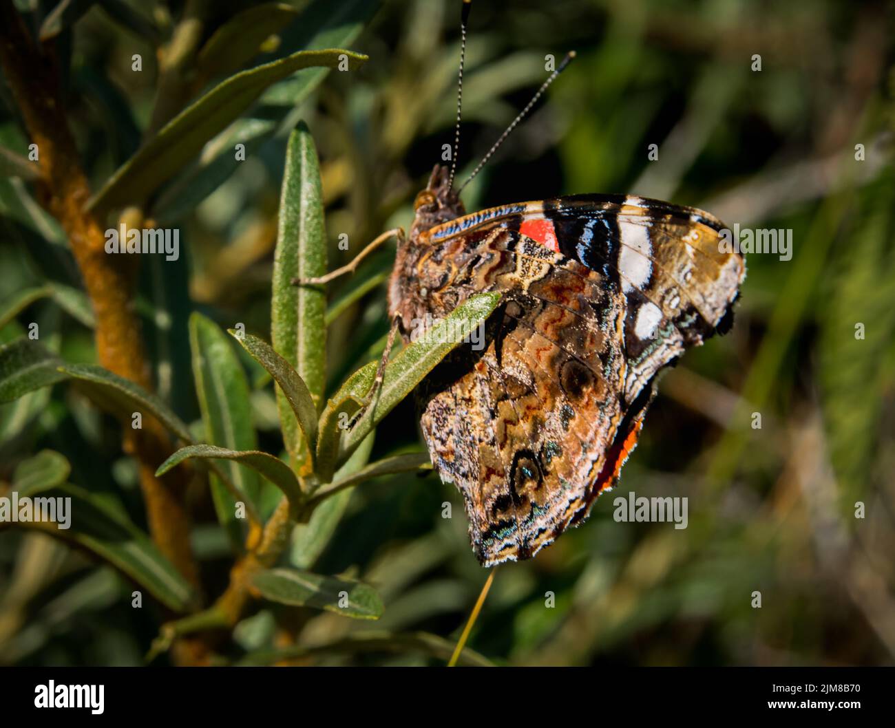 A vivid side shot of a butterfly standing on a branch on a hiking trail ...