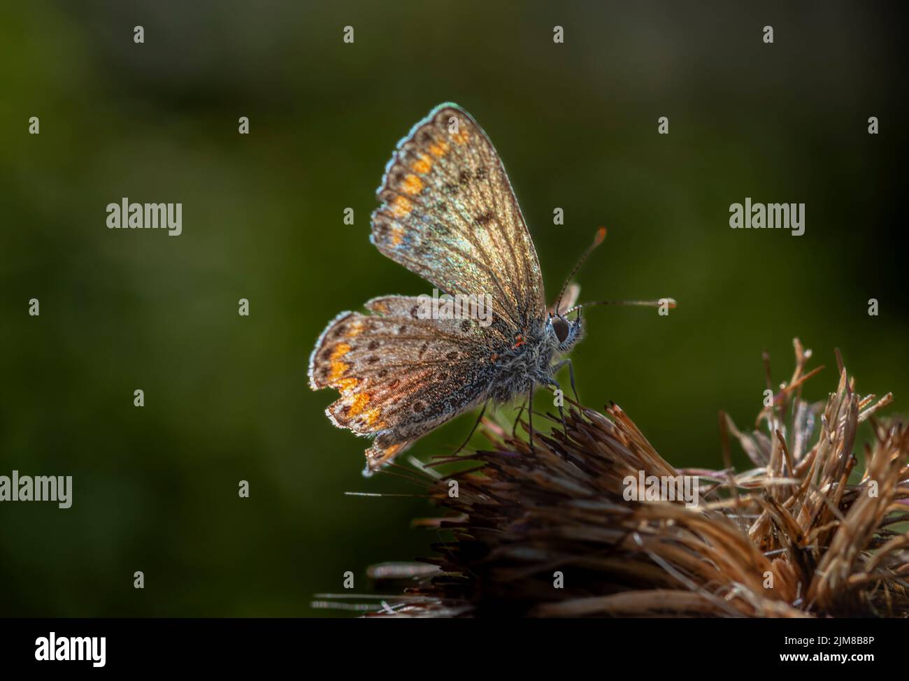 little butterflies continue their generation in small parks in the city ...
