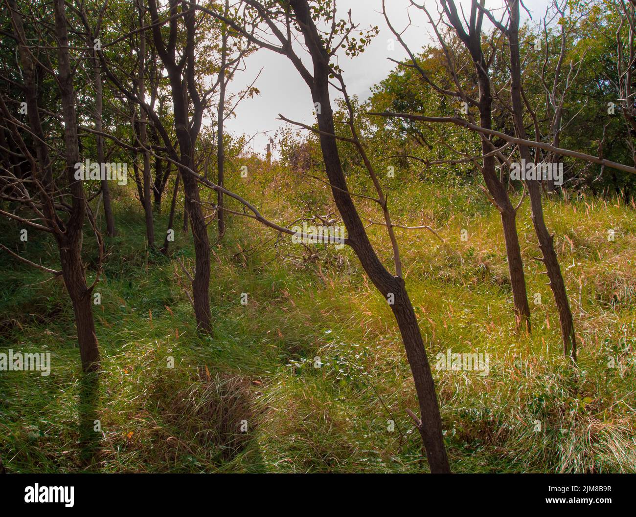 Some trees growing on a hill in a thicket of forest with the sun behind ...